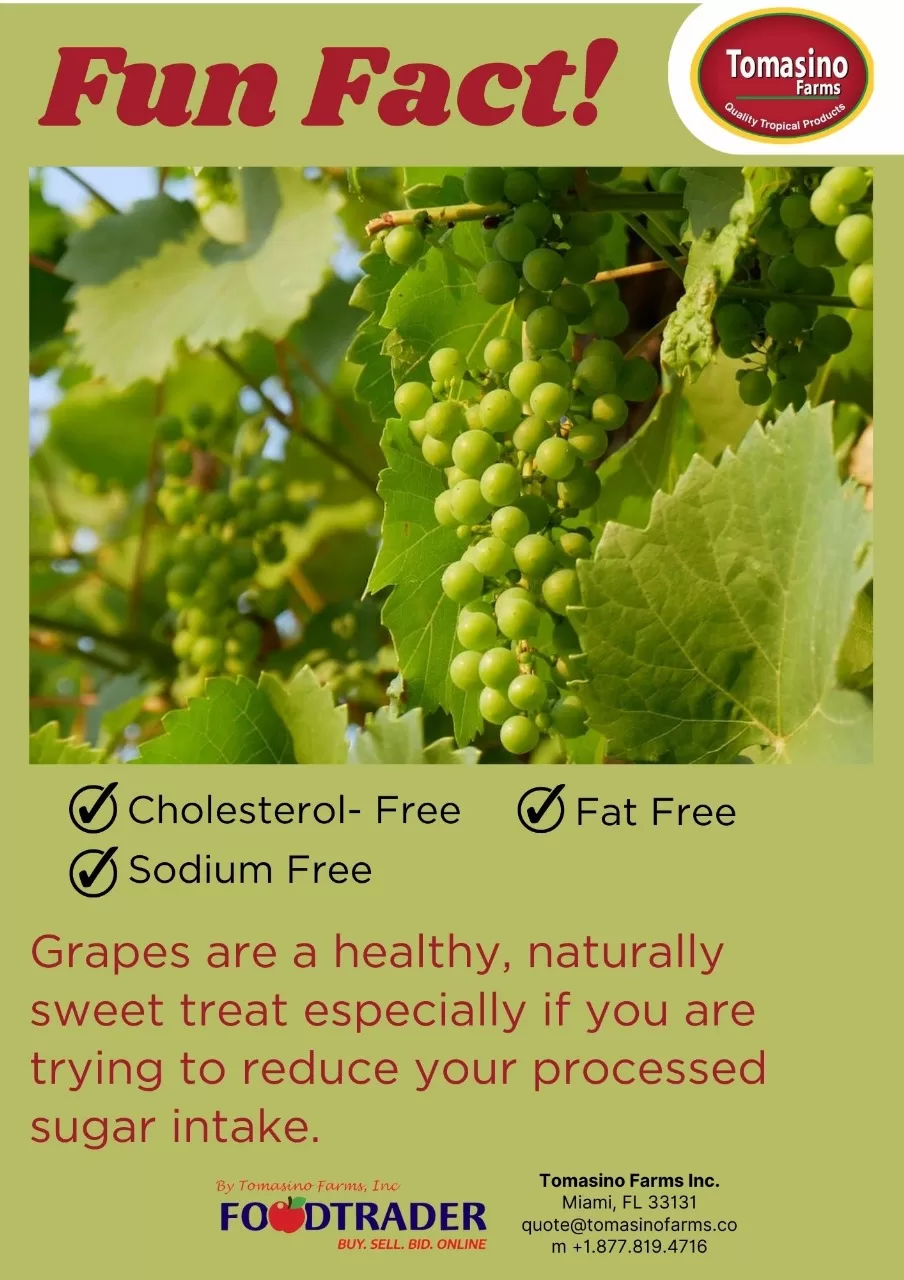 Table Grapes › FoodTrader - Tomasino Farms, Inc