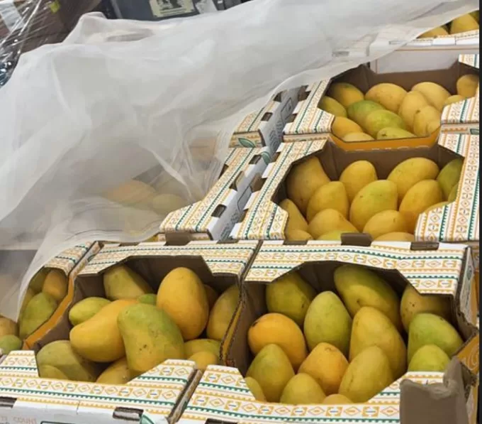 FoodTrader.Biz › Ataulfo Mango Mexico