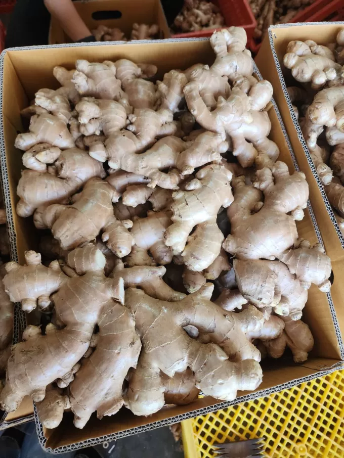 FoodTrader.Biz › Thai Ginger Thailand